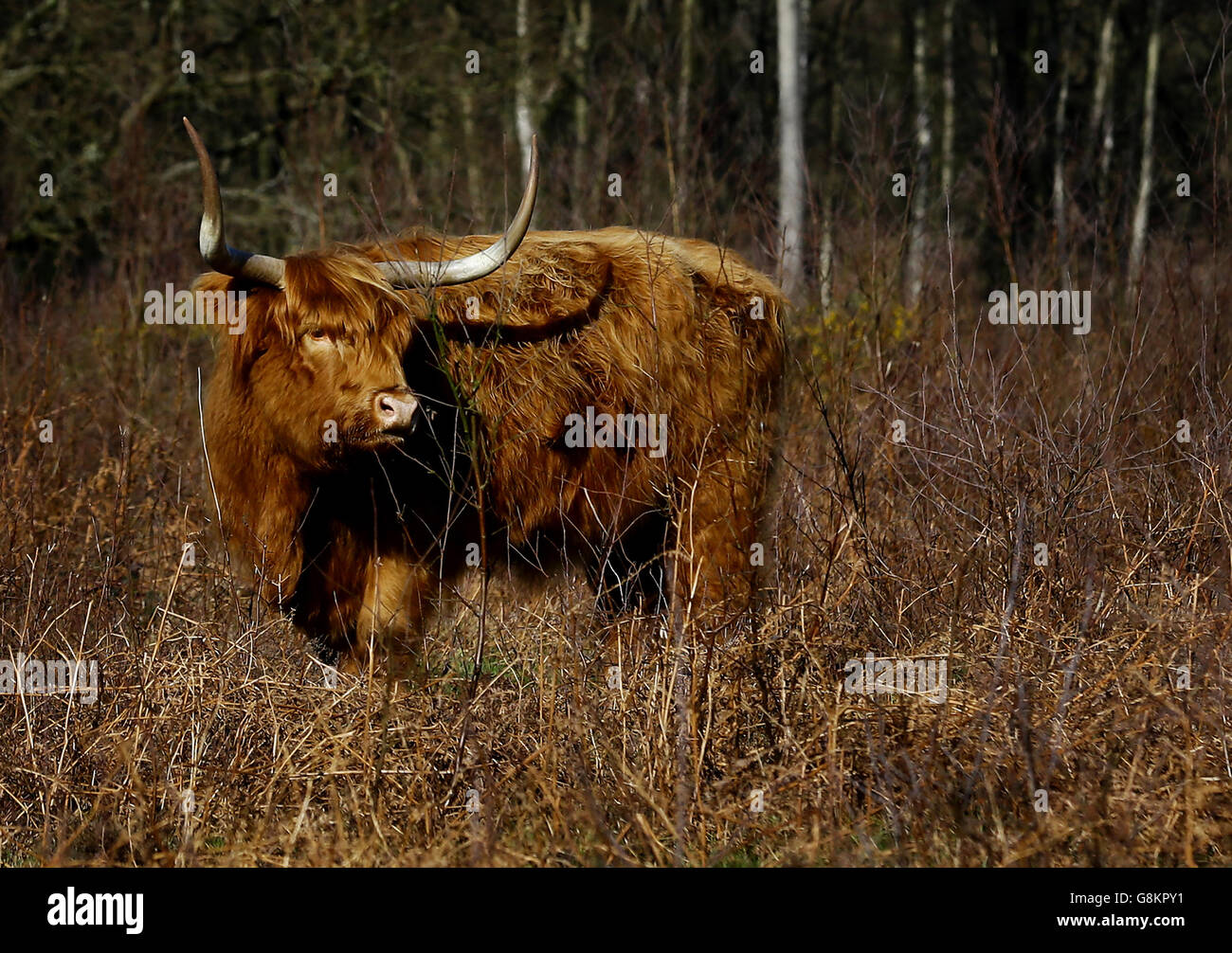 A highland cow grazes on heath land near Ashford in Kent Stock Photo ...