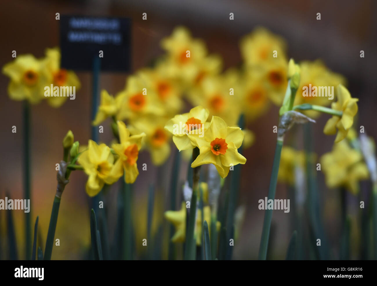 Rhs early spring fair hi-res stock photography and images - Alamy