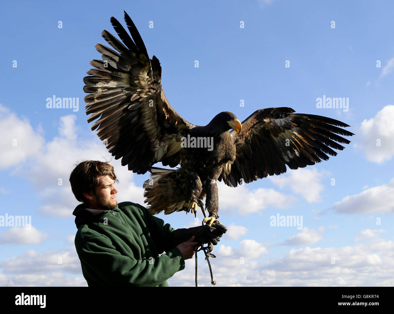 Rex, an 18 month old Steller's sea eagle, is held by keeper James ...