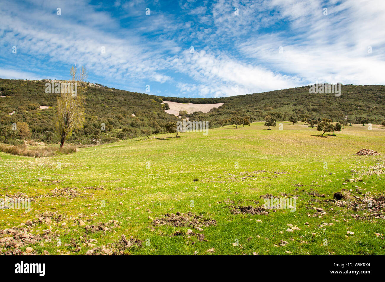 Mediterranean shrublands and flowering fallows in Toledo Mountains ...