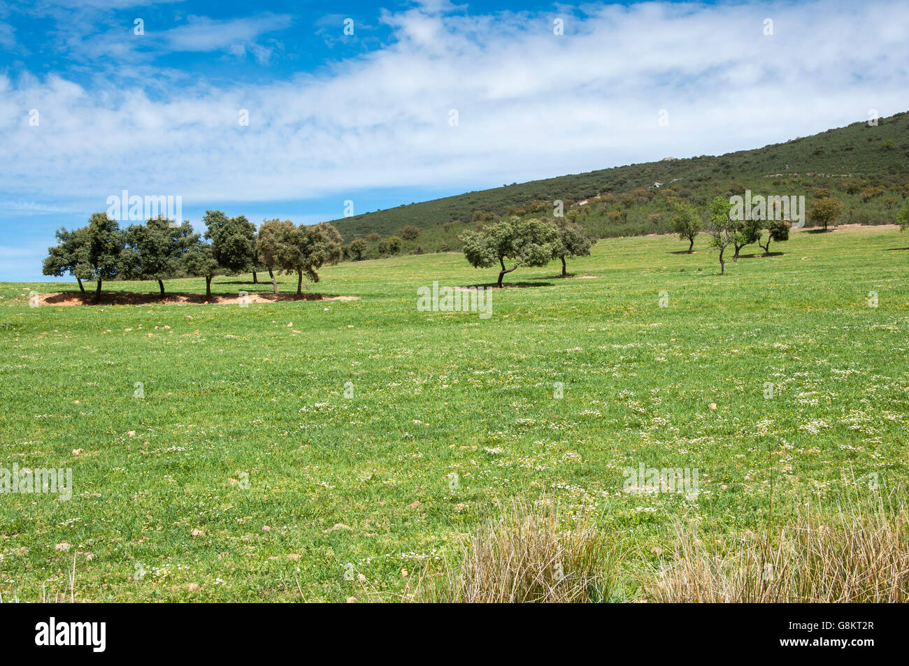 Mediterranean shrublands and flowering fallows in Toledo Mountains ...