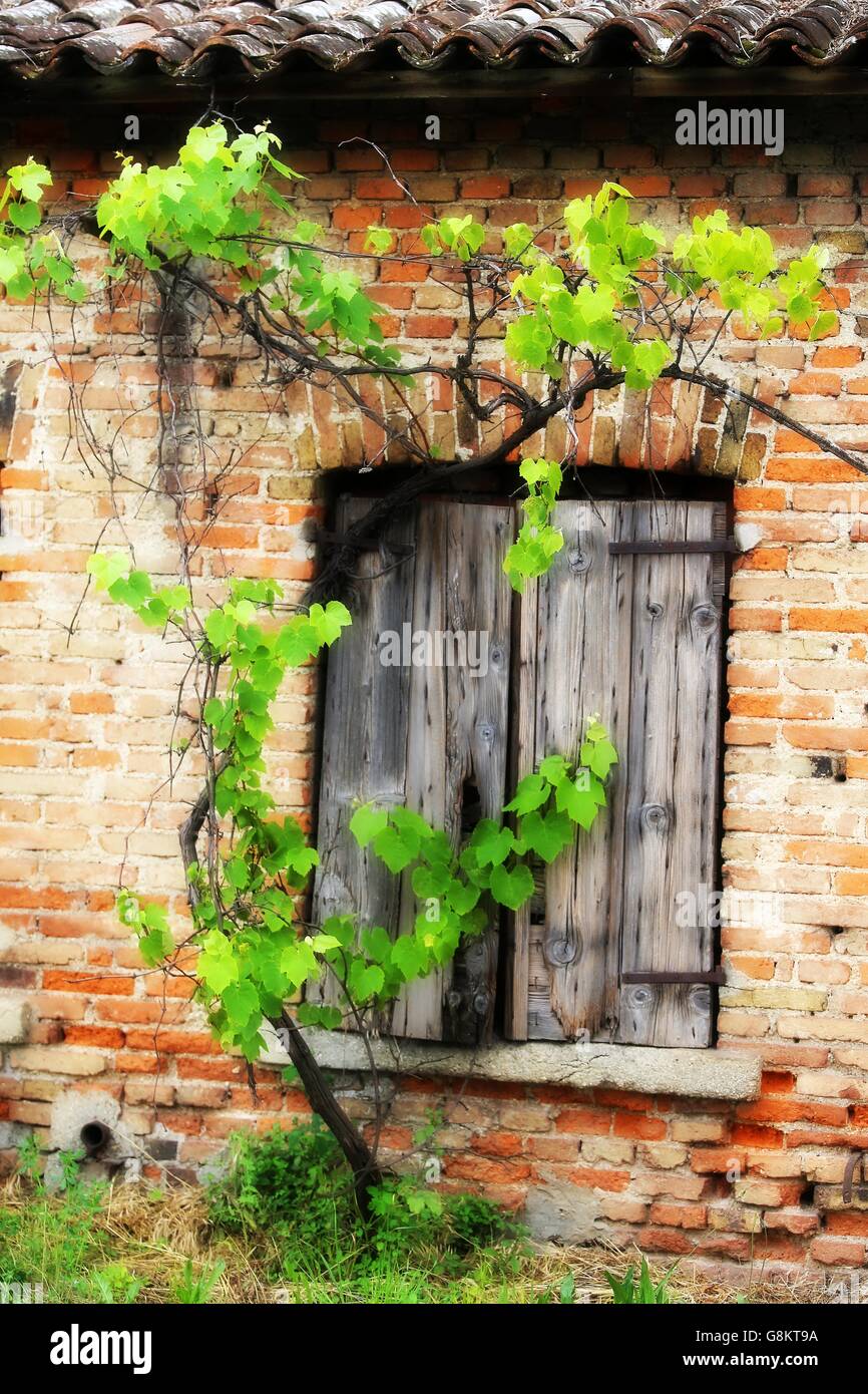 One window of the old brick house and a vine branch vineyard in the ...