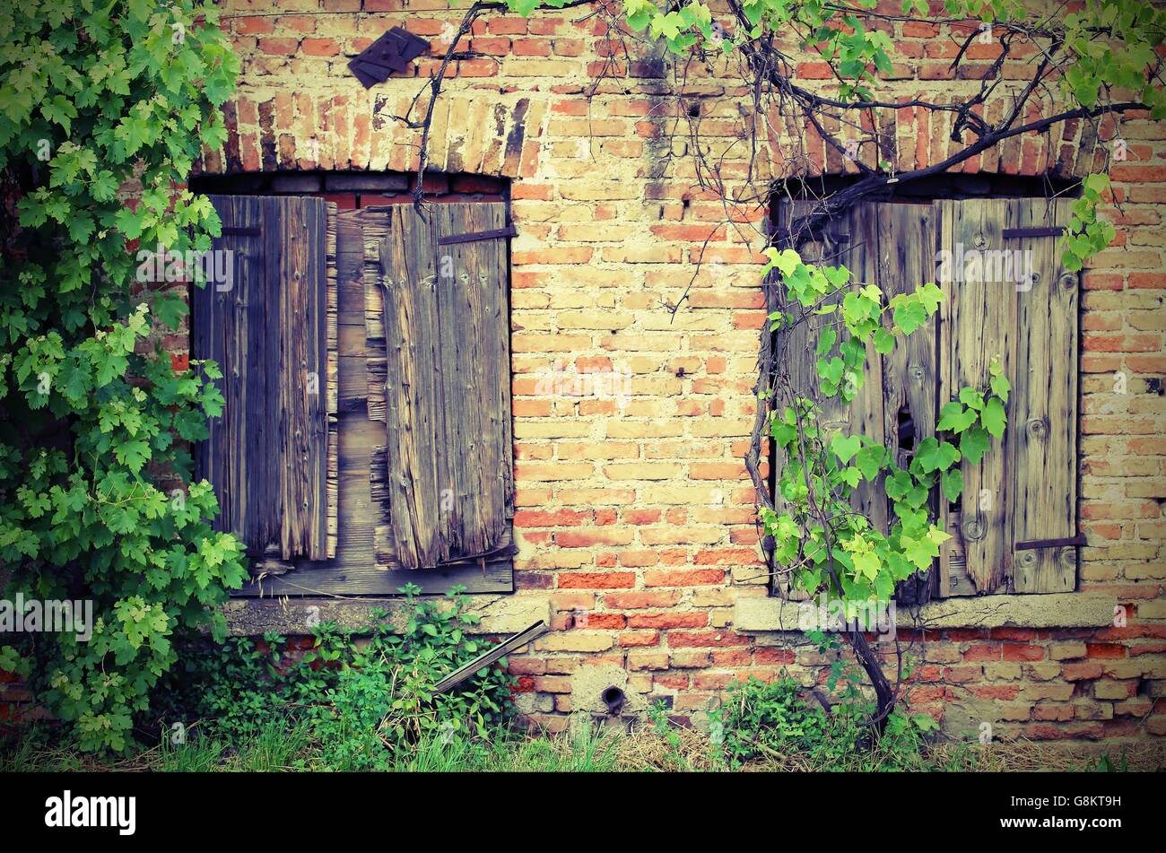 two windows of the old brick house and a vine branch vineyard in the ...