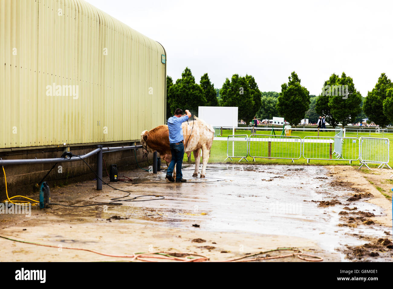 Man cleaning washing bull with pressure washer hosing down farm animal ...