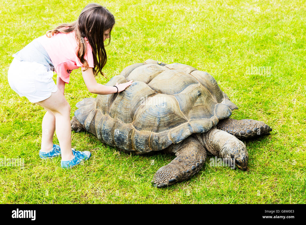 Friendly tortoise hi-res stock photography and images - Alamy