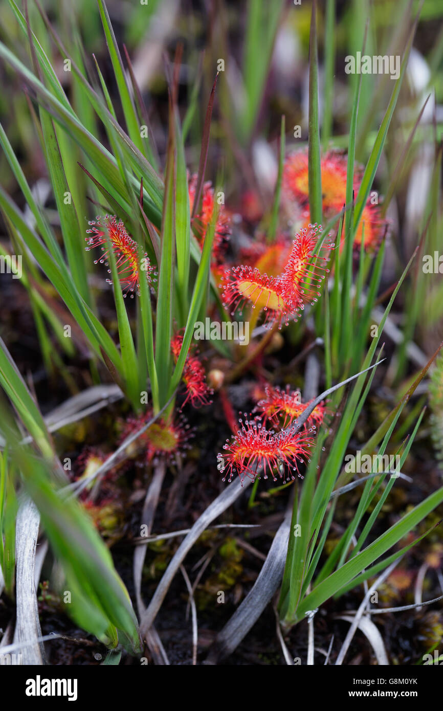 Insectivorous sundews on Turner's Puddle heath in Dorsset, England ...