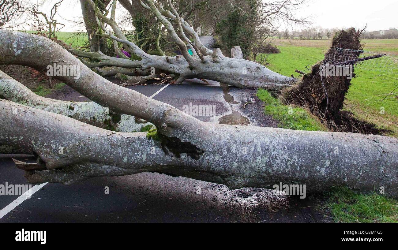 Two uprooted trees hi-res stock photography and images - Alamy