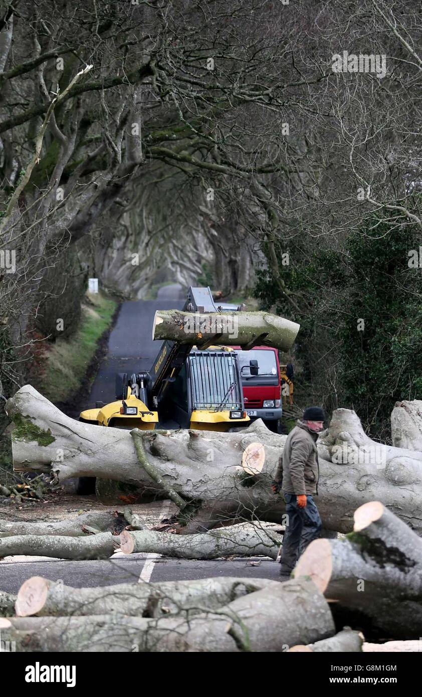 Farmers work to clear two 200-year-old beech trees that were uprooted ...