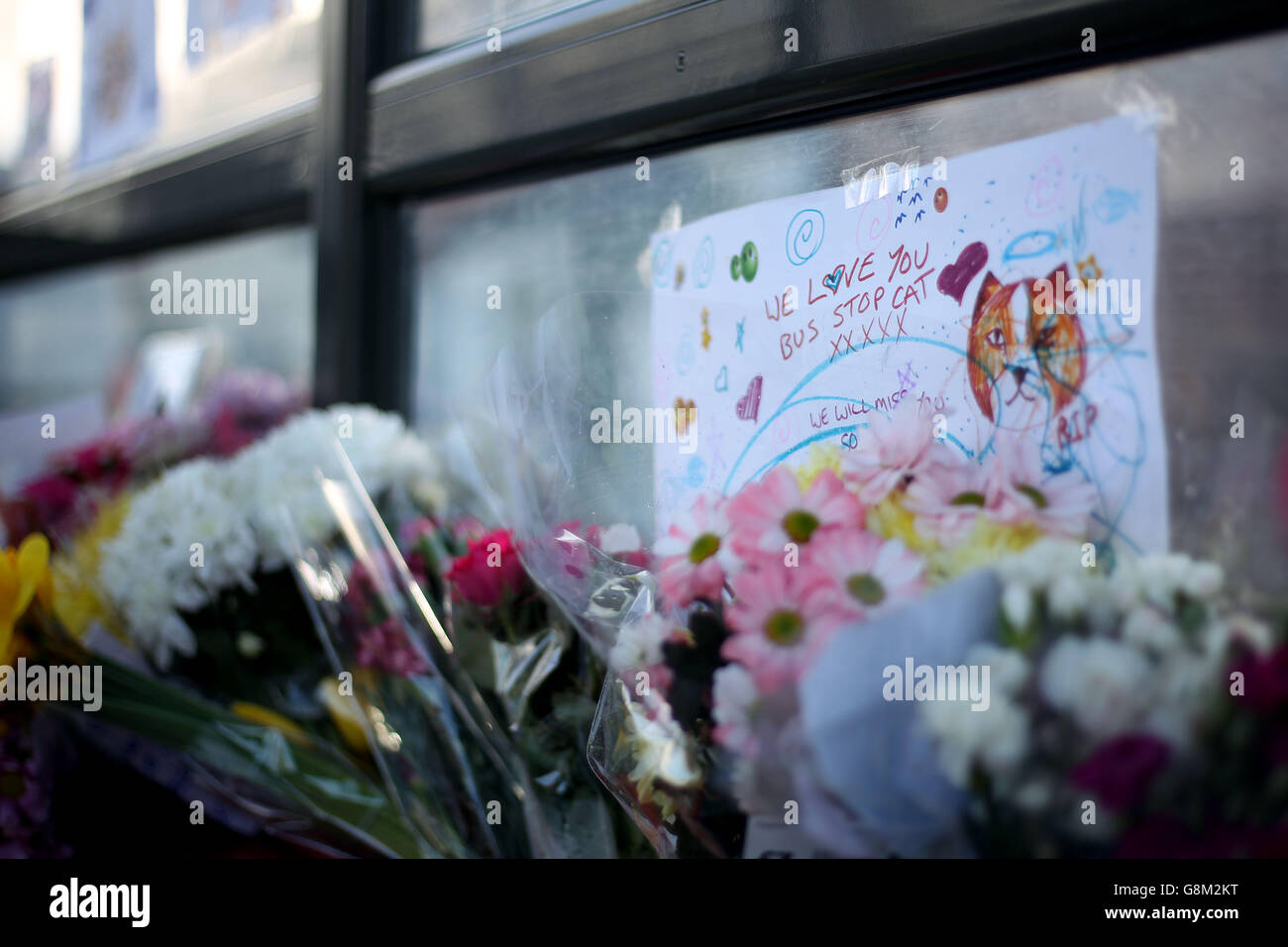 Missy cat hi-res stock photography and images - Alamy