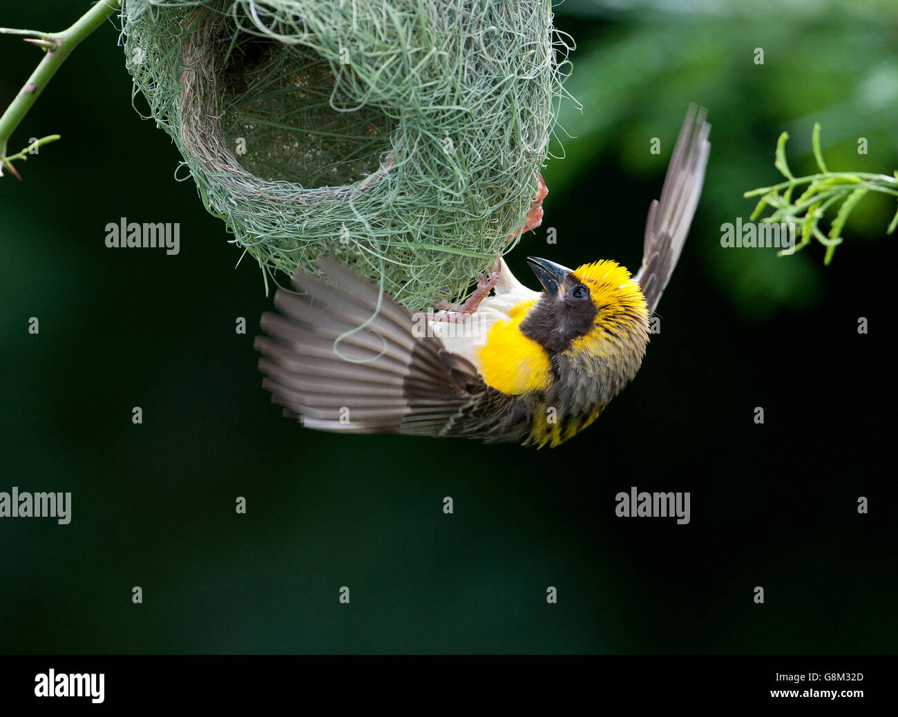 The image of Baya weaver male (Ploceus philippinus ) at nest in Maharashtra, India Stock Photo ...