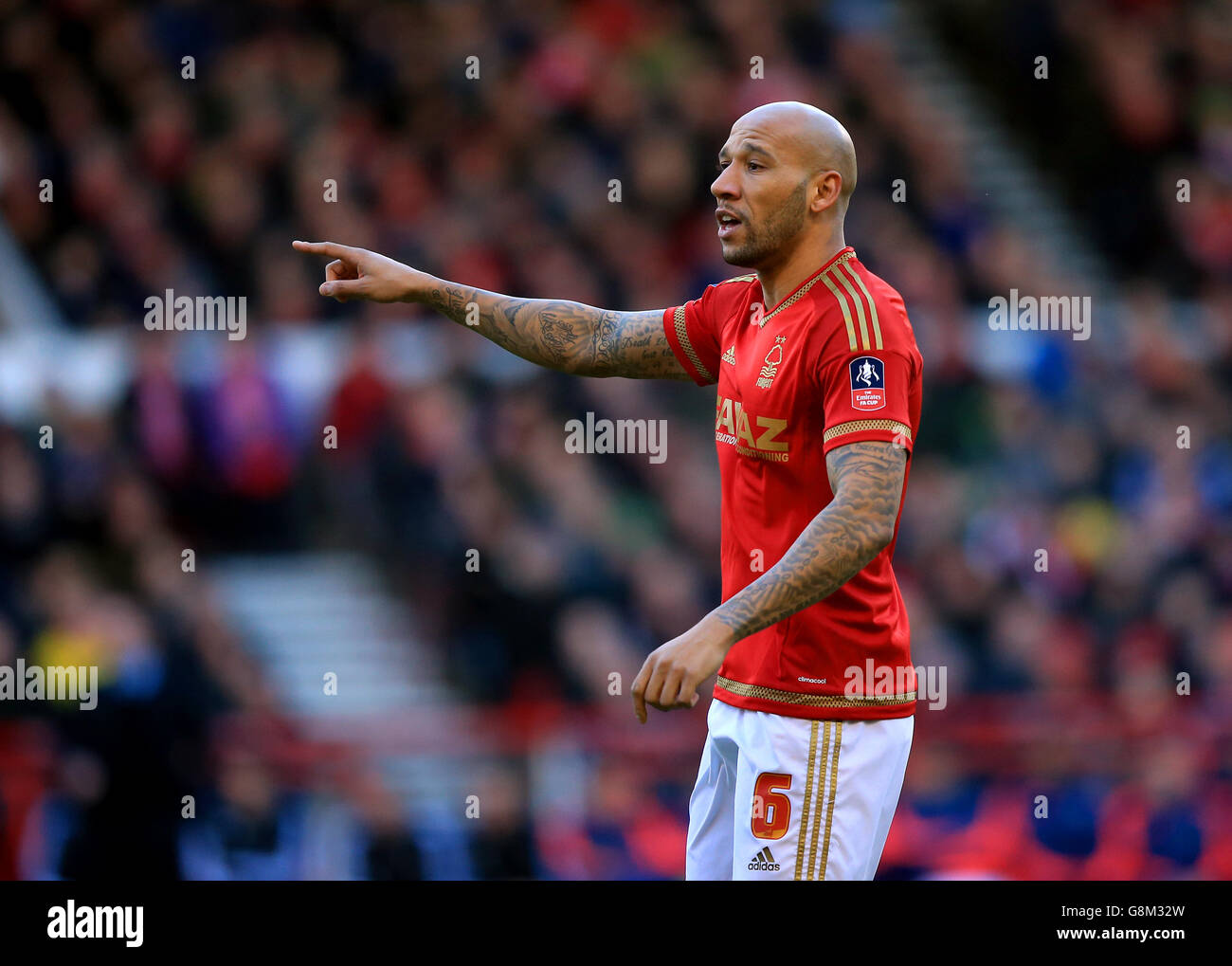 Kelvin wilson forest hi-res stock photography and images - Alamy