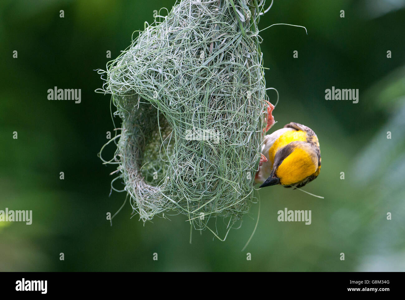 The image of Baya weaver male (Ploceus philippinus ) at nest in Maharashtra, India Stock Photo ...