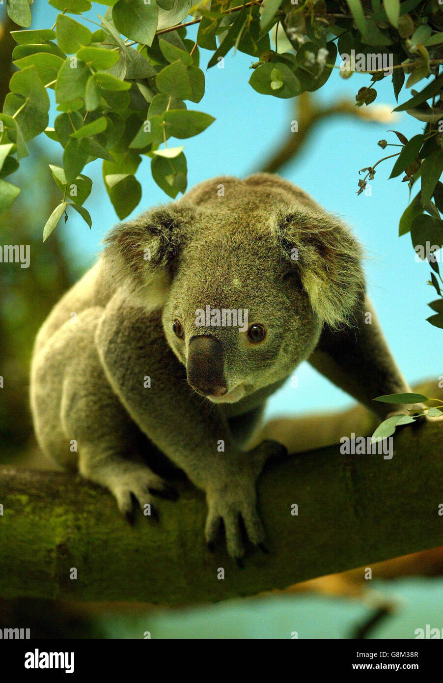 Jannali, a 4-year-old Koala, is unveiled ahead of going on display to ...