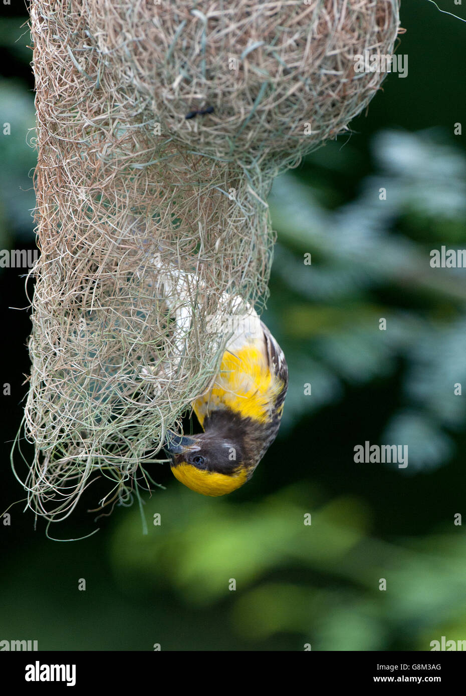 Female weaver bird in nest hi-res stock photography and images - Alamy