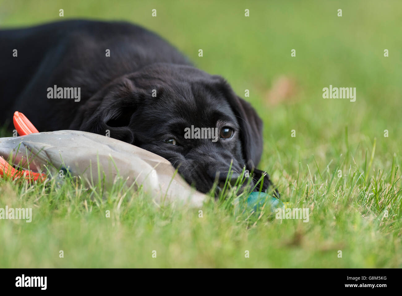 A Black Labrador Retriever puppy with a duck retrieving dummy Stock ...