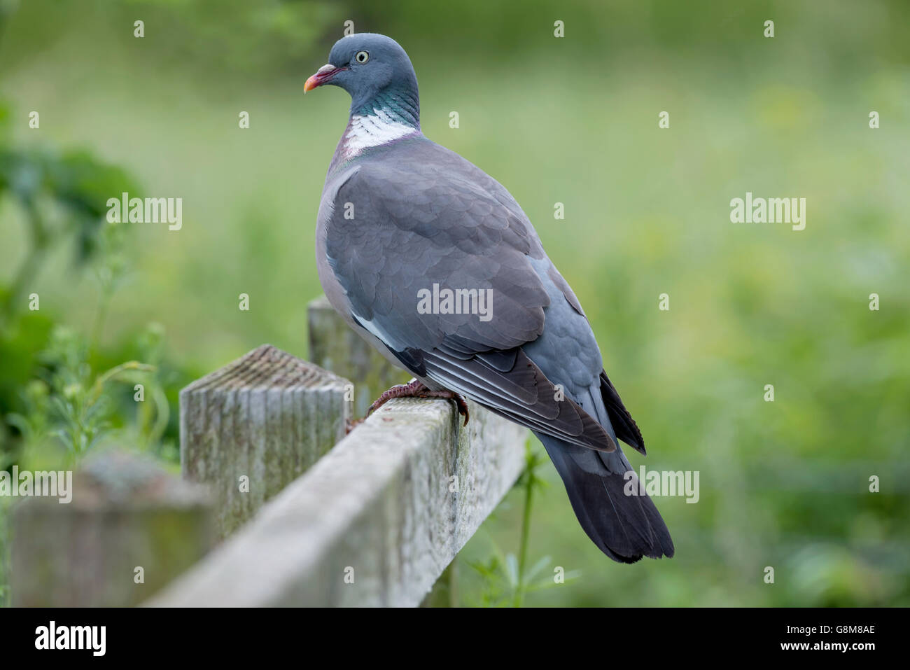 Wood Pigeon Perched High Resolution Stock Photography and Images - Alamy