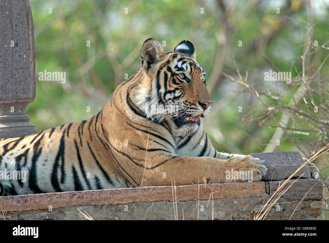 Machli tiger ranthambore hi-res stock photography and images - Alamy
