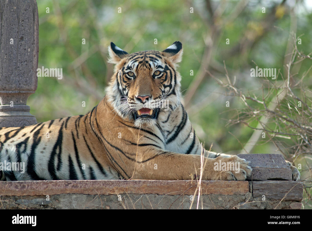 Machli tiger ranthambore hi-res stock photography and images - Alamy