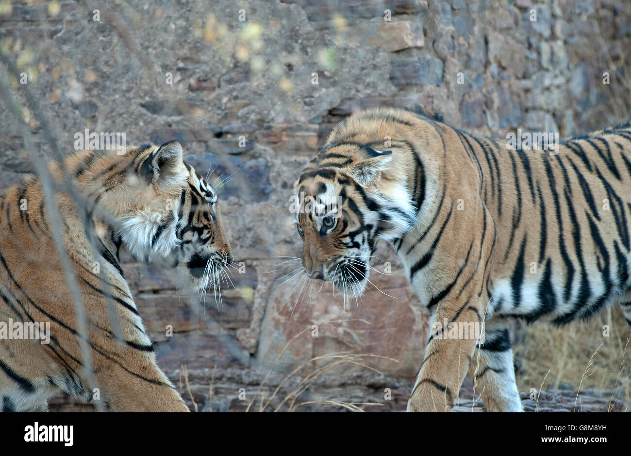 Machli tiger ranthambore hi-res stock photography and images - Alamy