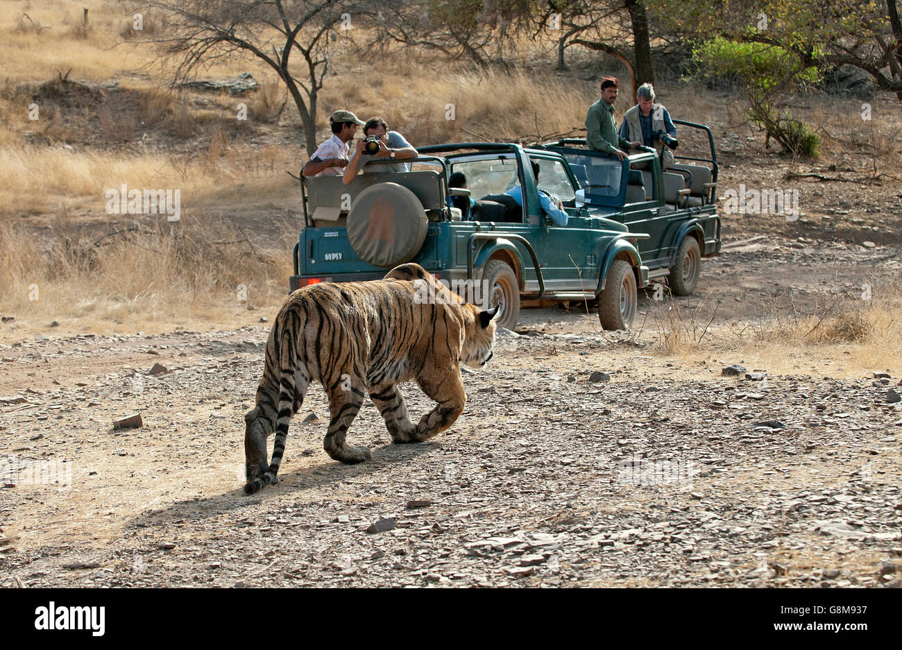 The image of Tiger ( Panthera tigris ) Machli stalking prey, was taken ...