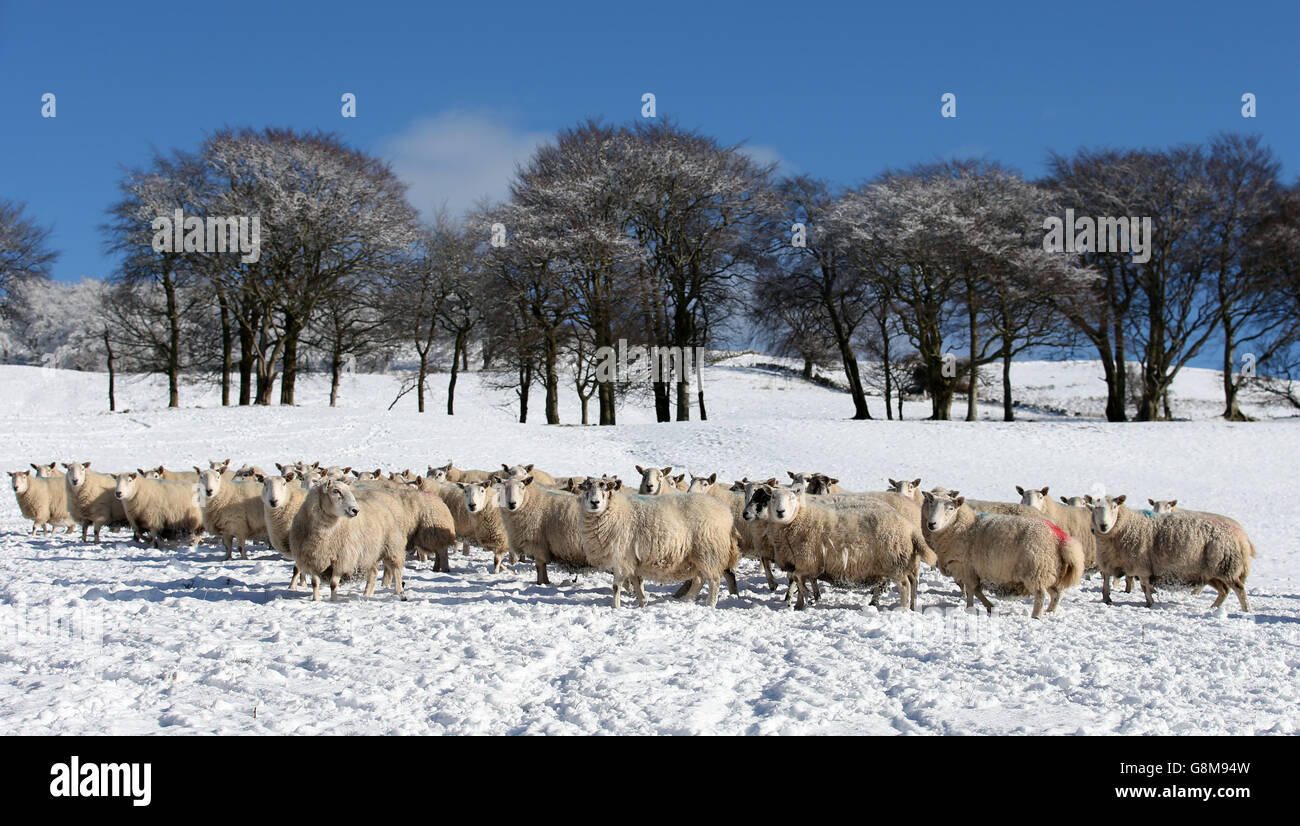 Farmer Peter Laidlaw feeds his sheep at Craigannet Farm on the snow ...