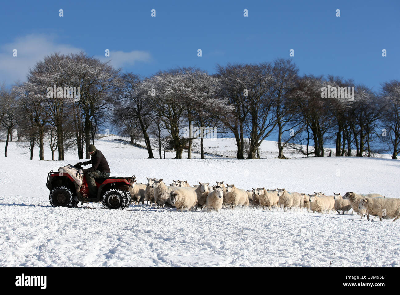 Farmer Peter Laidlaw feeds his sheep at Craigannet Farm on the snow ...