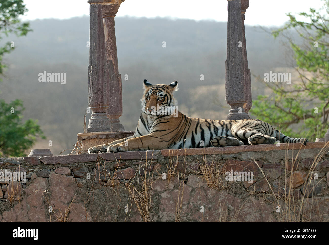 Machli tiger ranthambore hi-res stock photography and images - Alamy