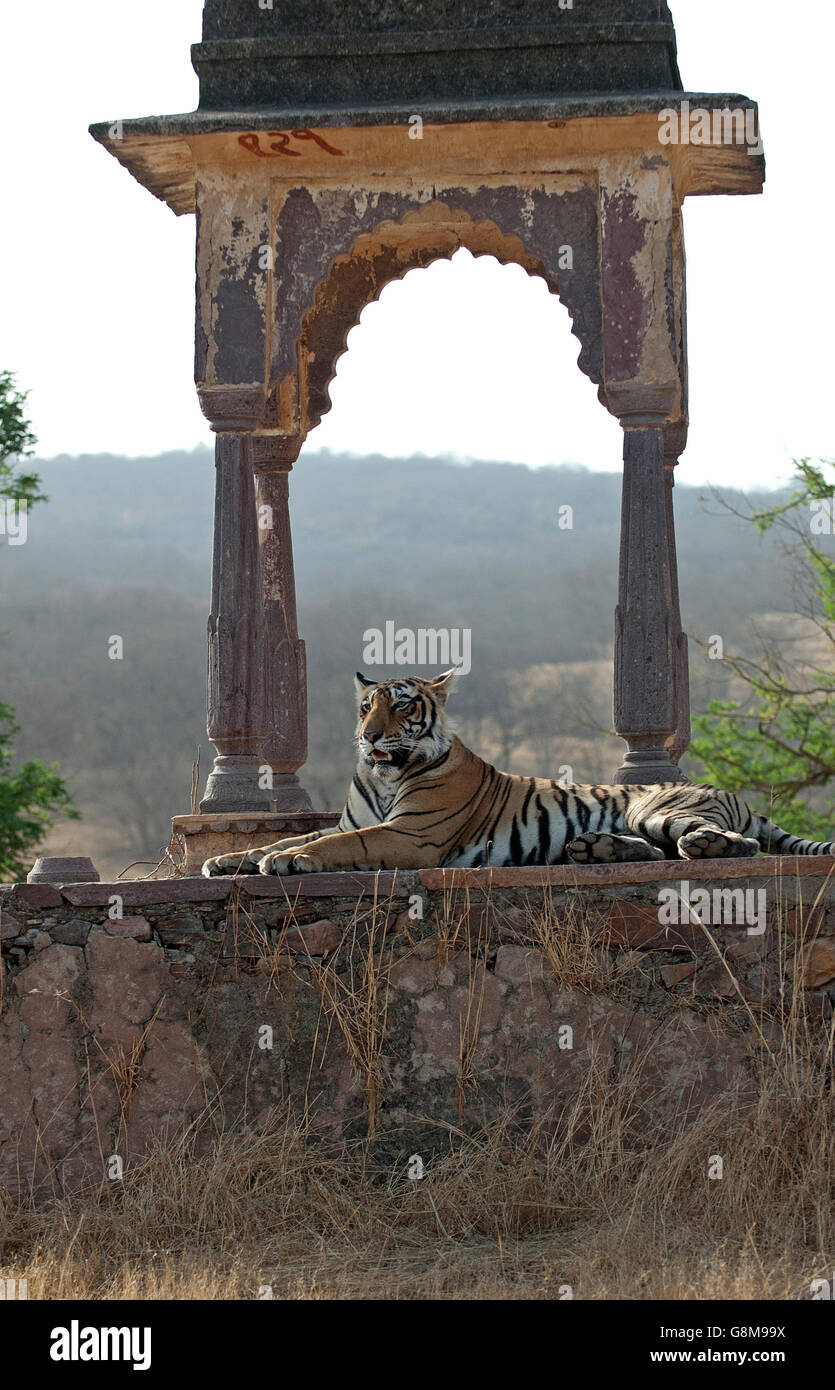 Machli tiger ranthambore hi-res stock photography and images - Alamy