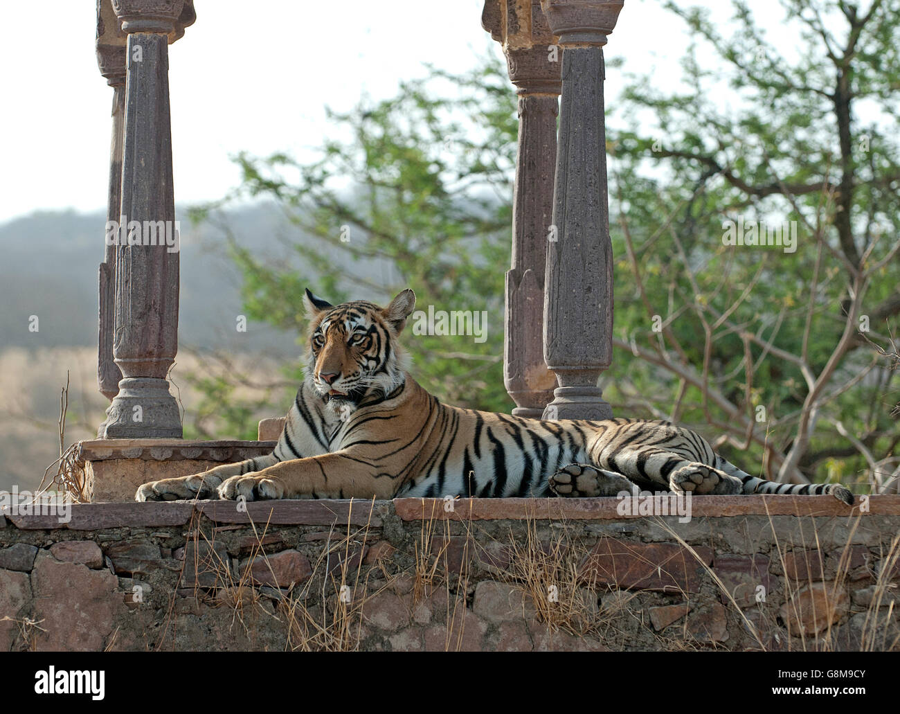Machli tiger ranthambore hi-res stock photography and images - Alamy