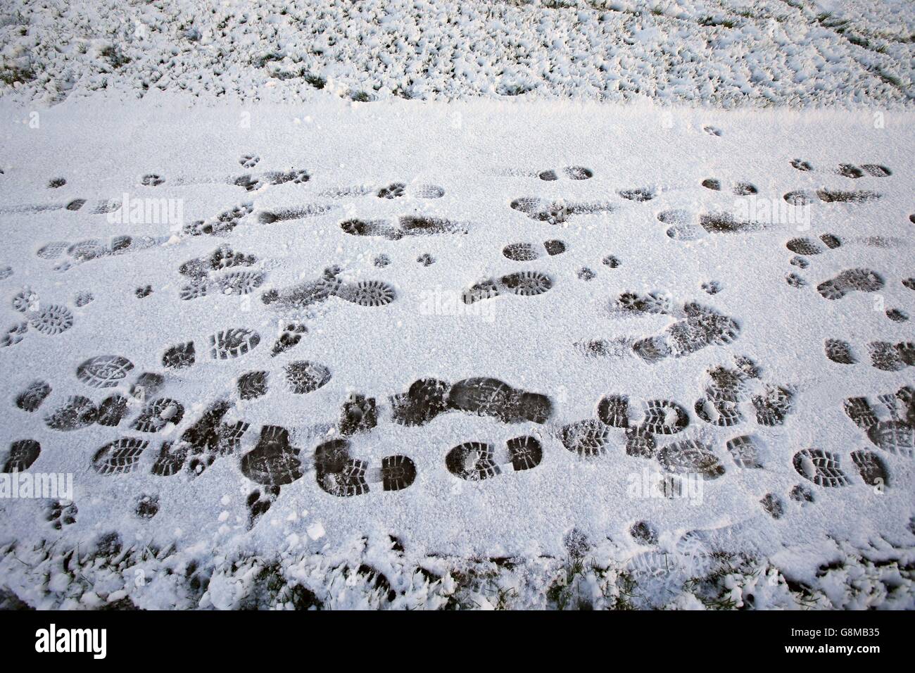 Footprints on a path through Falkirk Tryst golf club near Larbert in ...