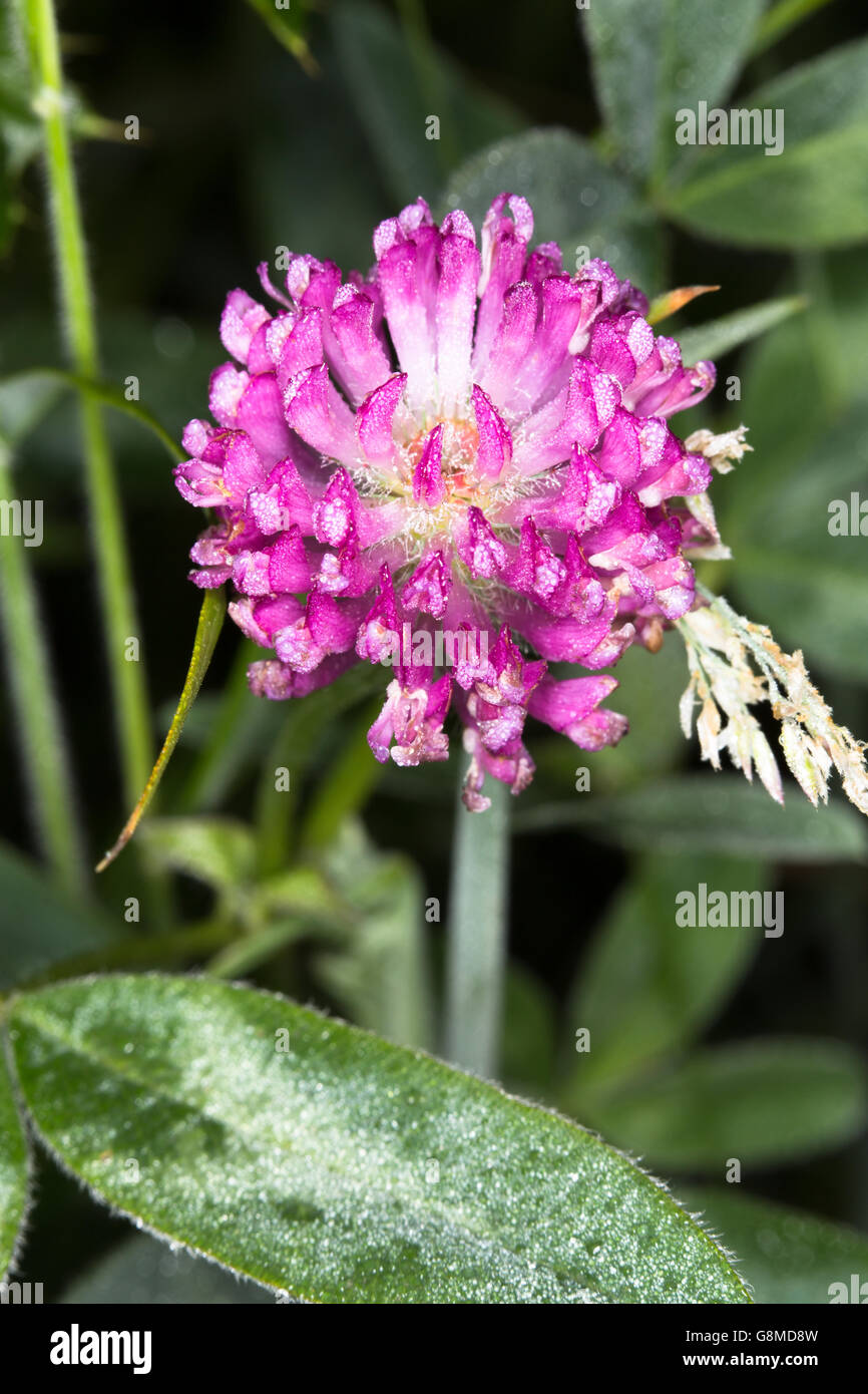 Close-up image of Wild Red Clover, (Trifolium pratense) growing in ...