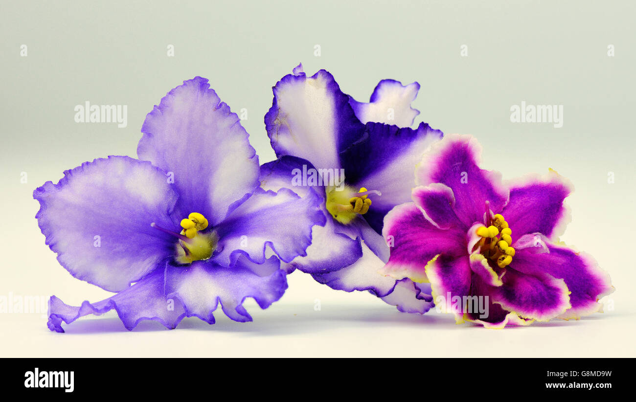 violets flowers close up - macro photography Stock Photo - Alamy