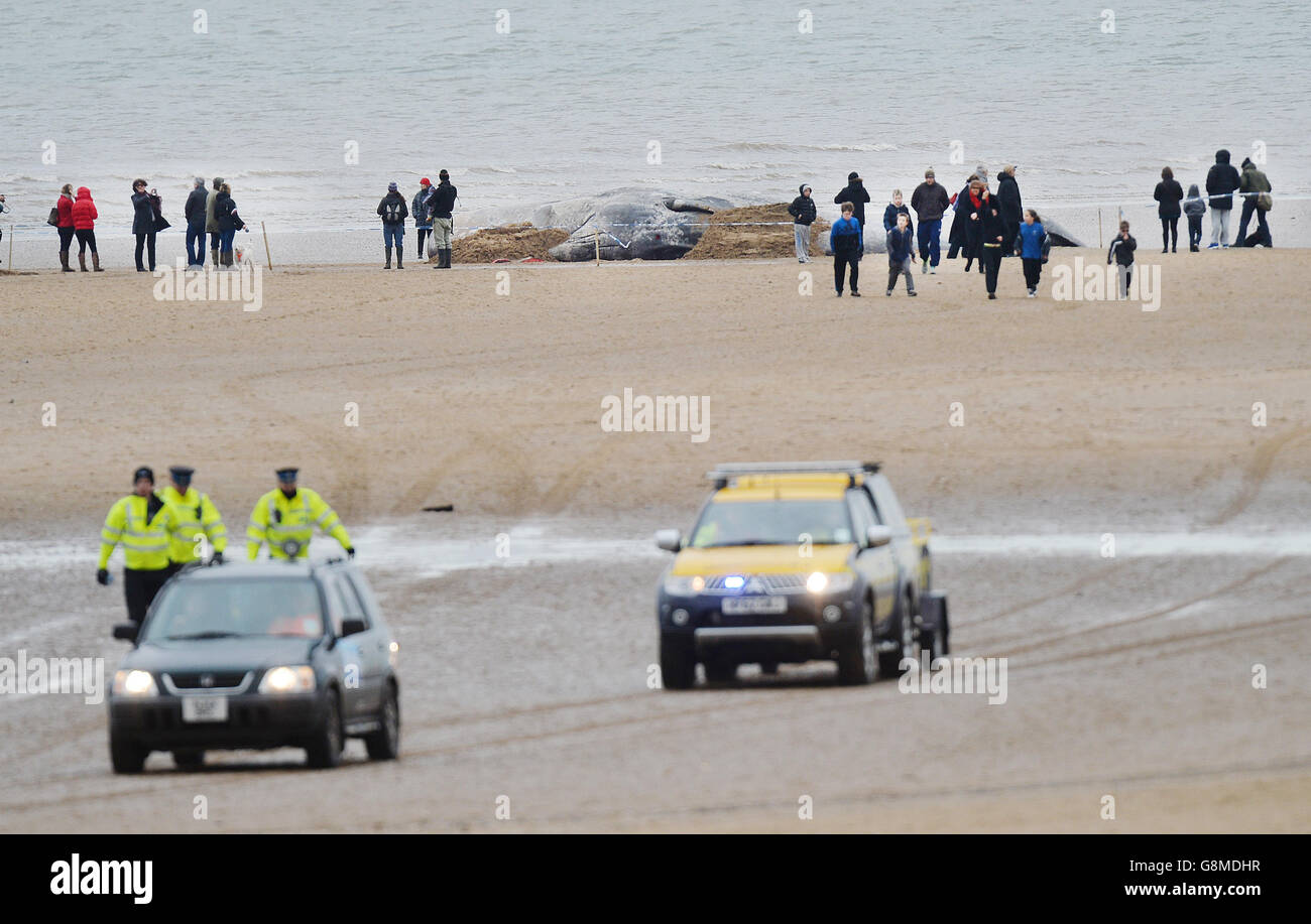 Group people around body 12 metre long dead sperm whale hi-res stock ...