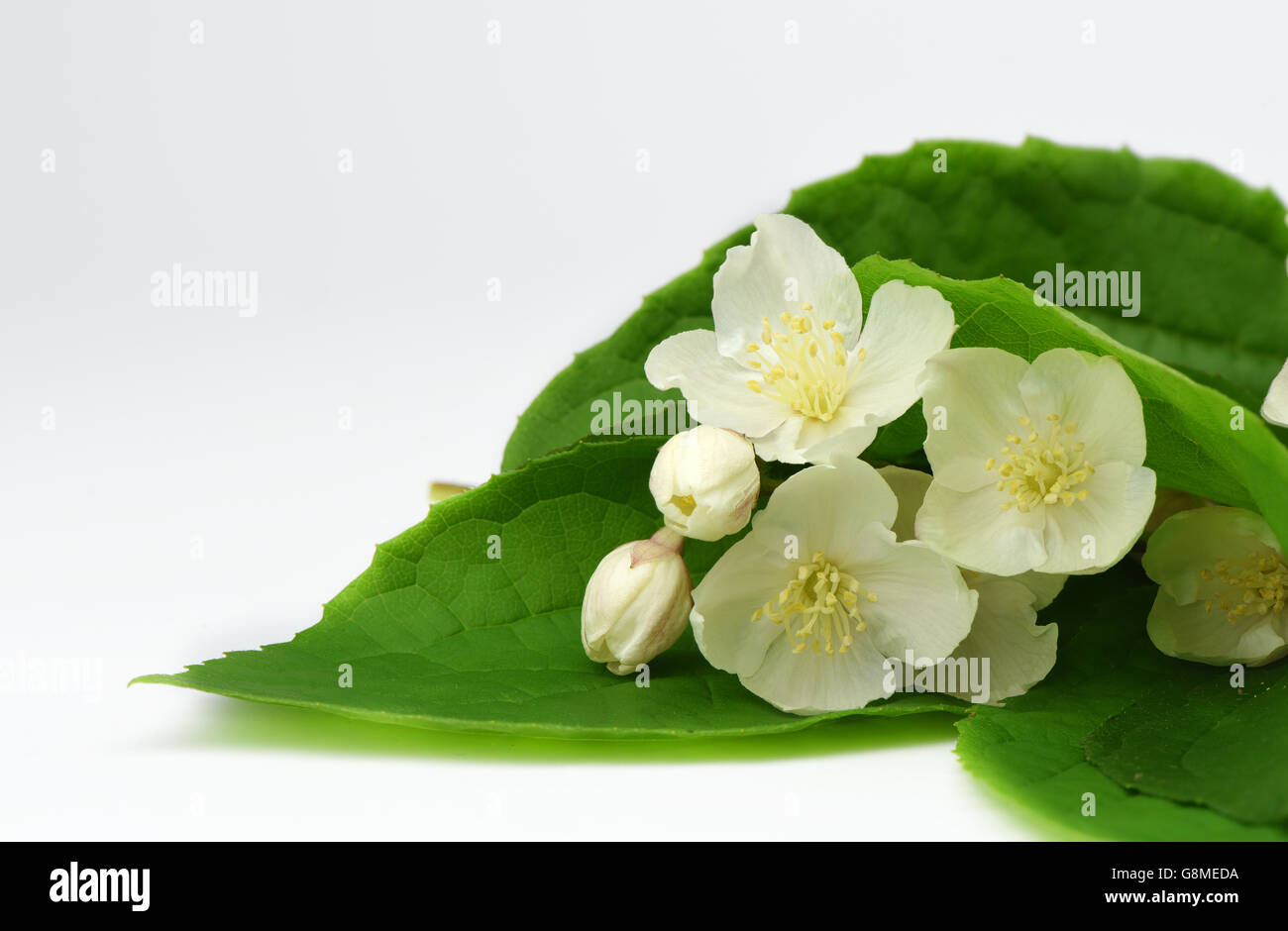 Jasmine flowers blossoming on white background Stock Photo - Alamy