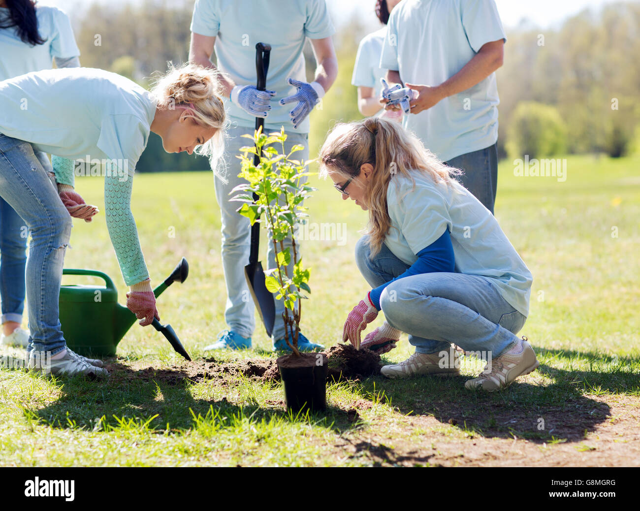 group of volunteers planting tree in park Stock Photo - Alamy