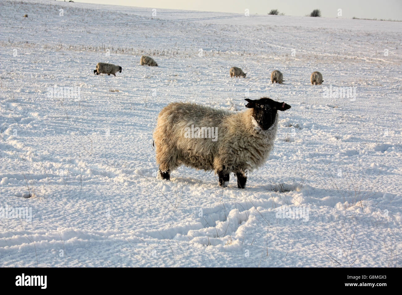 Sheep in snow rural sussex hi-res stock photography and images - Alamy