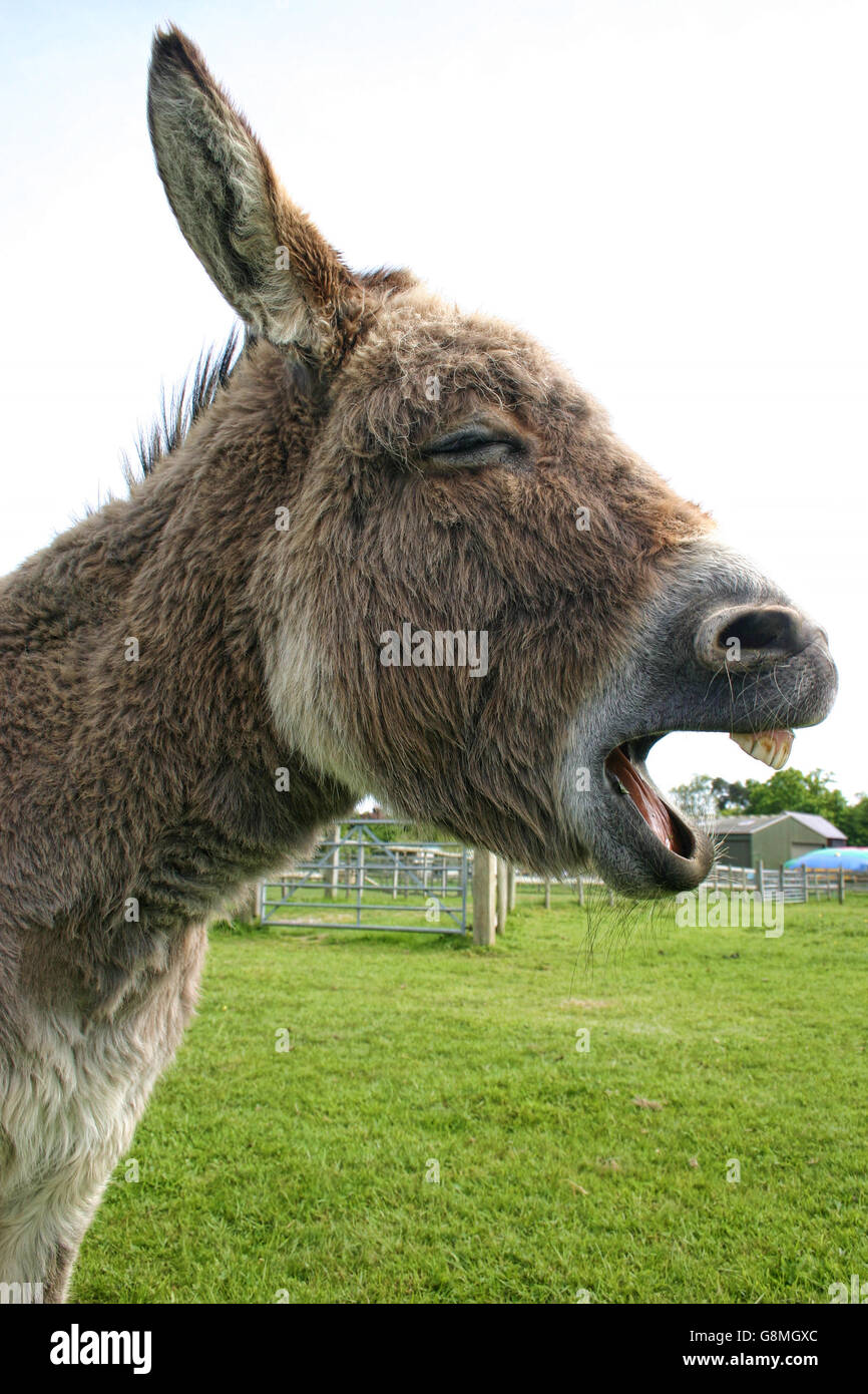 Braying donkey Stock Photo, Royalty Free Image: 108631780 - Alamy