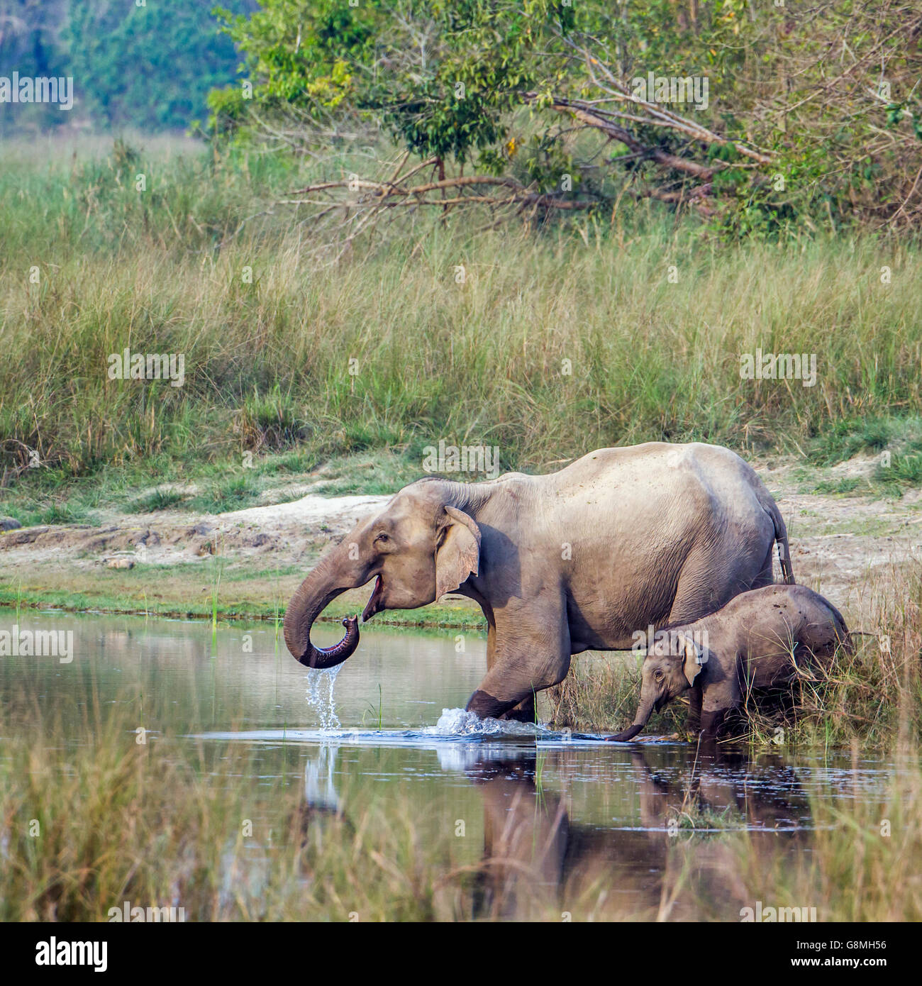 Asiatic elephant family hi-res stock photography and images - Alamy