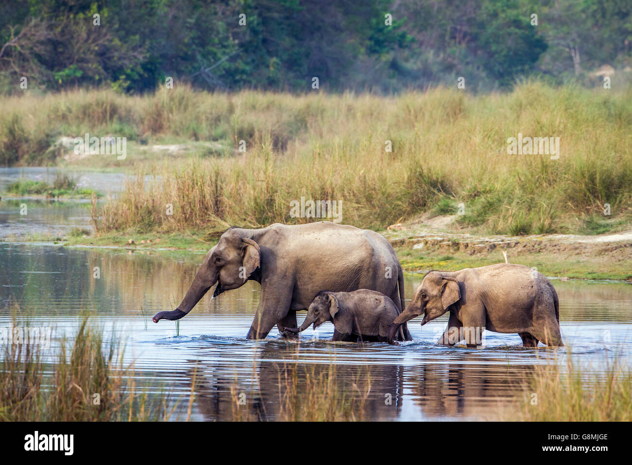 Asian elephant in Bardia national park, Nepal ; specie Elephas maximus ...