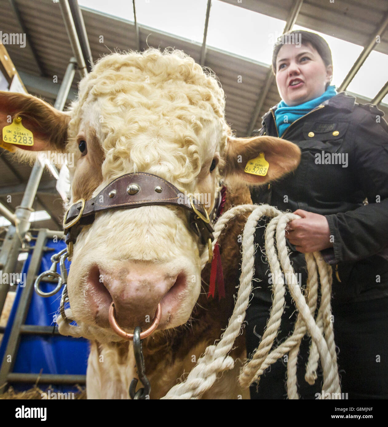 Ruth Davidson visit to Stirling Bull Sales Stock Photo - Alamy