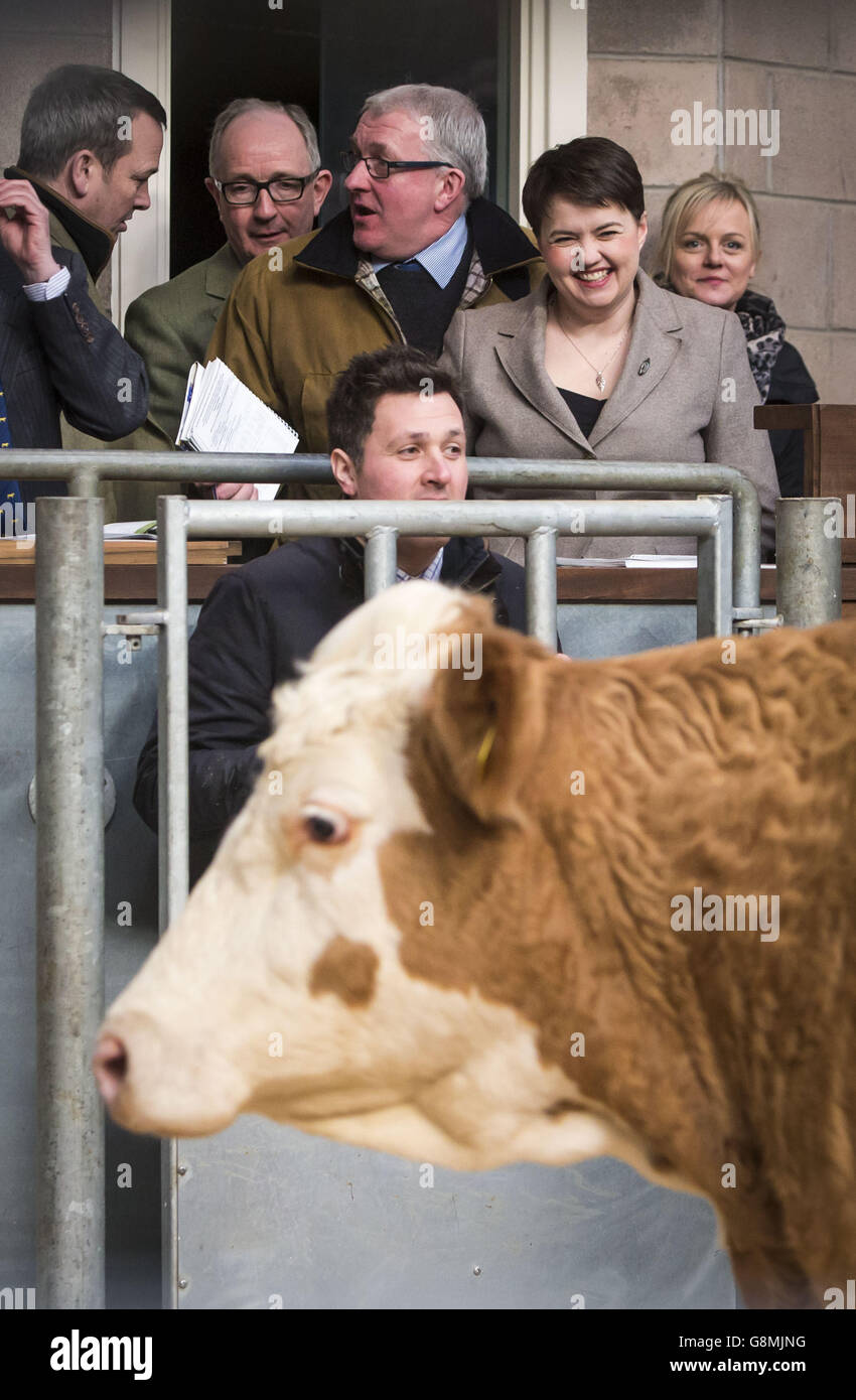 Ruth Davidson visit to Stirling Bull Sales Stock Photo - Alamy