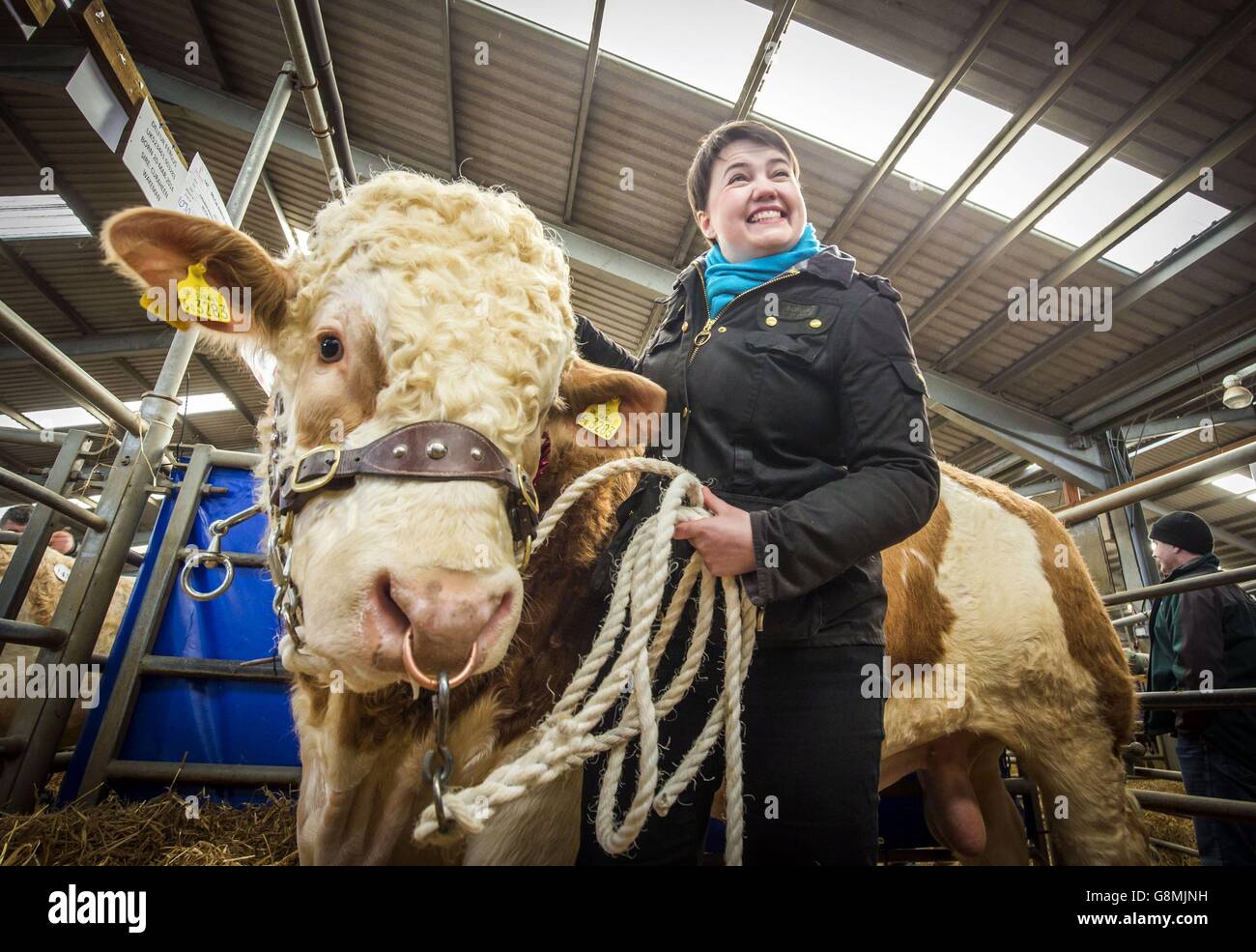 Ruth Davidson visit to Stirling Bull Sales Stock Photo - Alamy