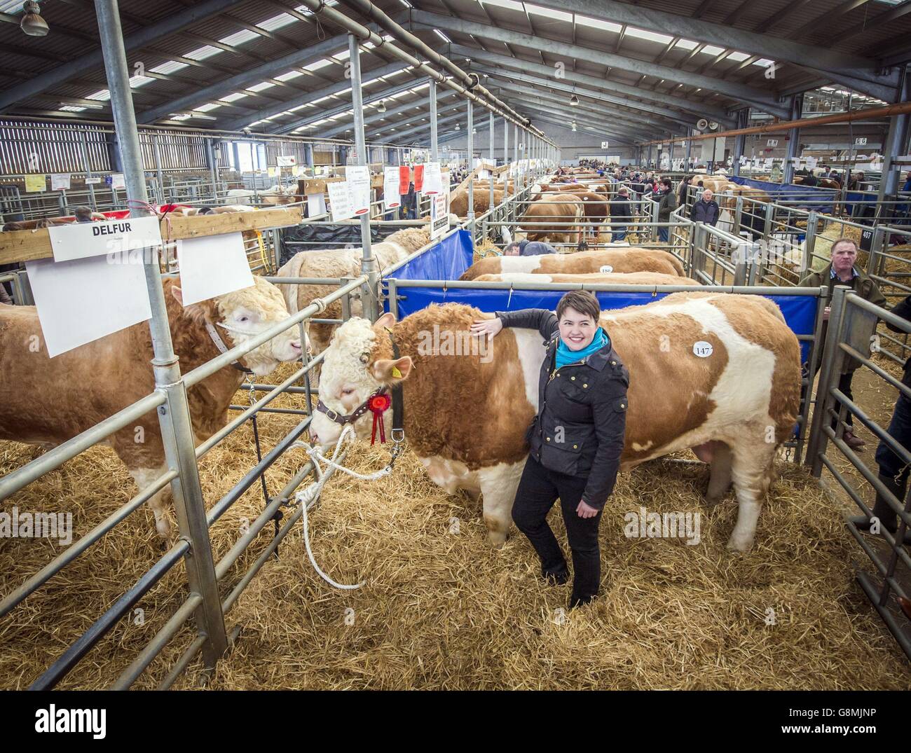 Ruth Davidson visit to Stirling Bull Sales Stock Photo - Alamy
