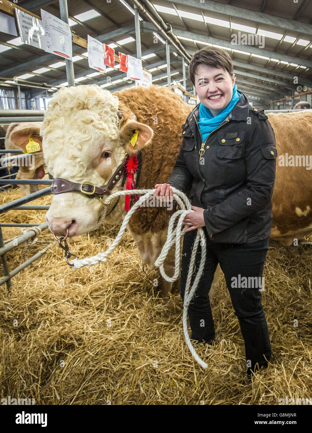 Ruth Davidson visit to Stirling Bull Sales Stock Photo - Alamy