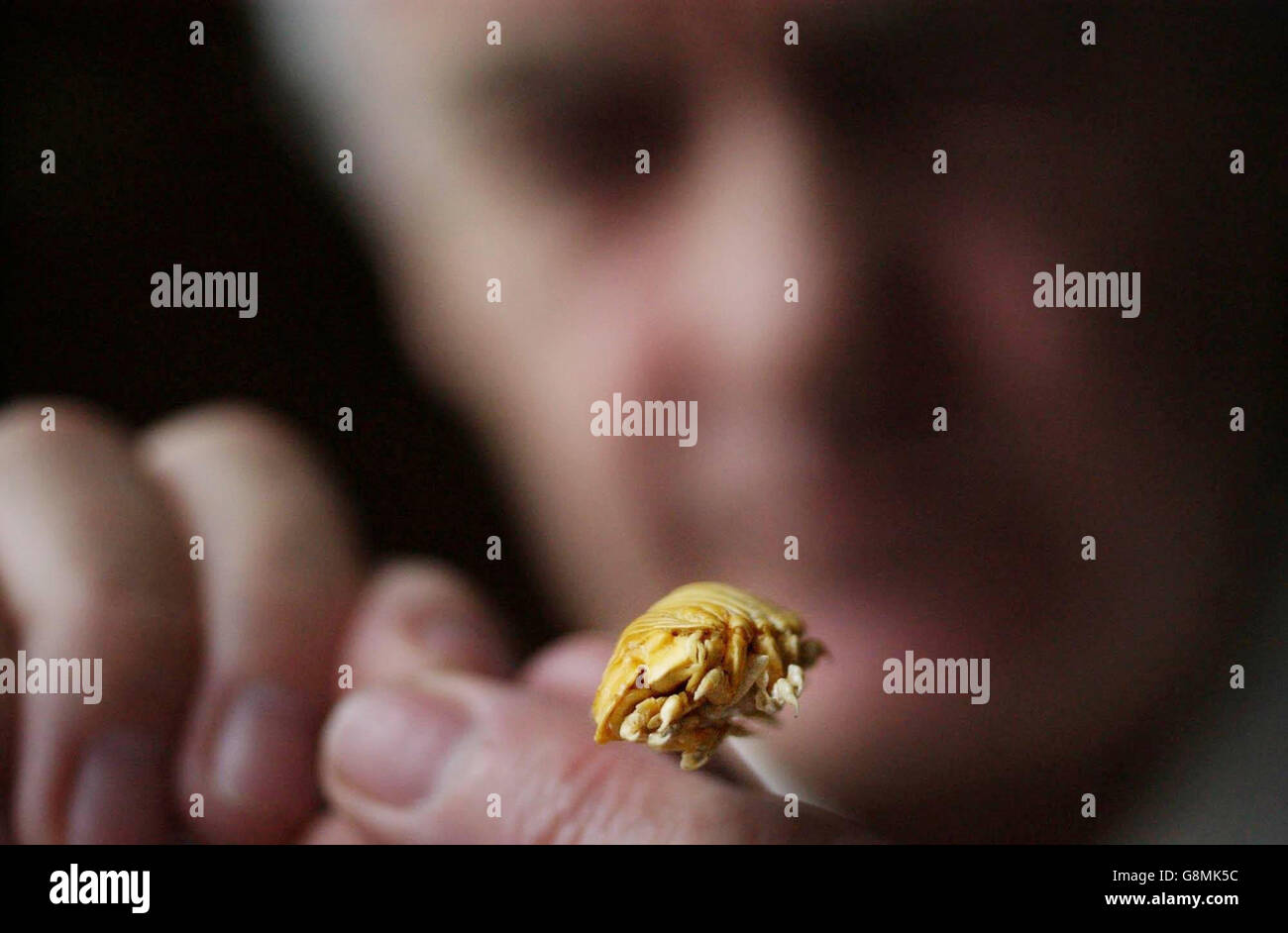 Parasitic fish isopod hi-res stock photography and images - Alamy