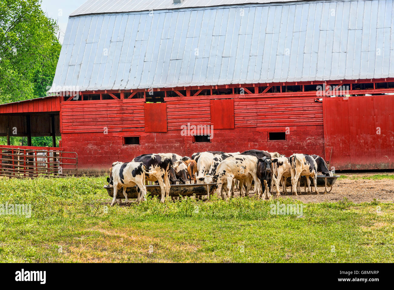 Cows and red barn hi-res stock photography and images - Alamy
