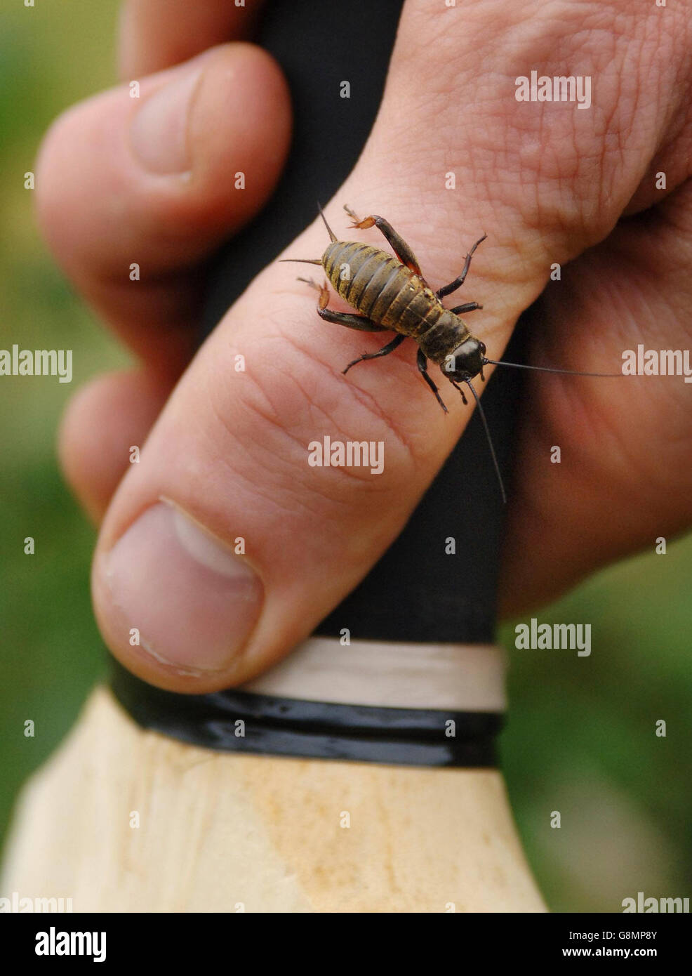 Species of crickets hi-res stock photography and images - Alamy