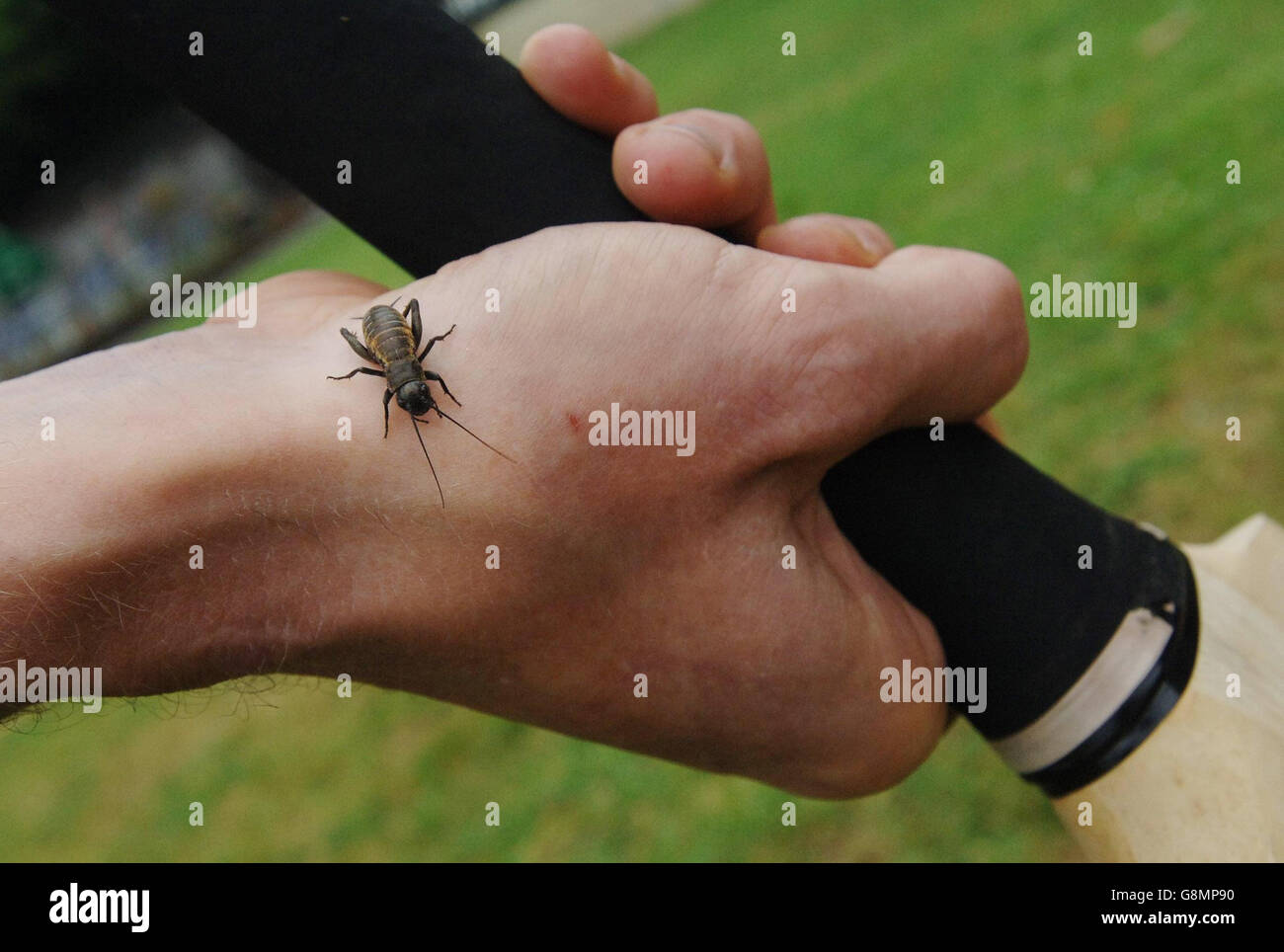 Species of crickets hi-res stock photography and images - Alamy