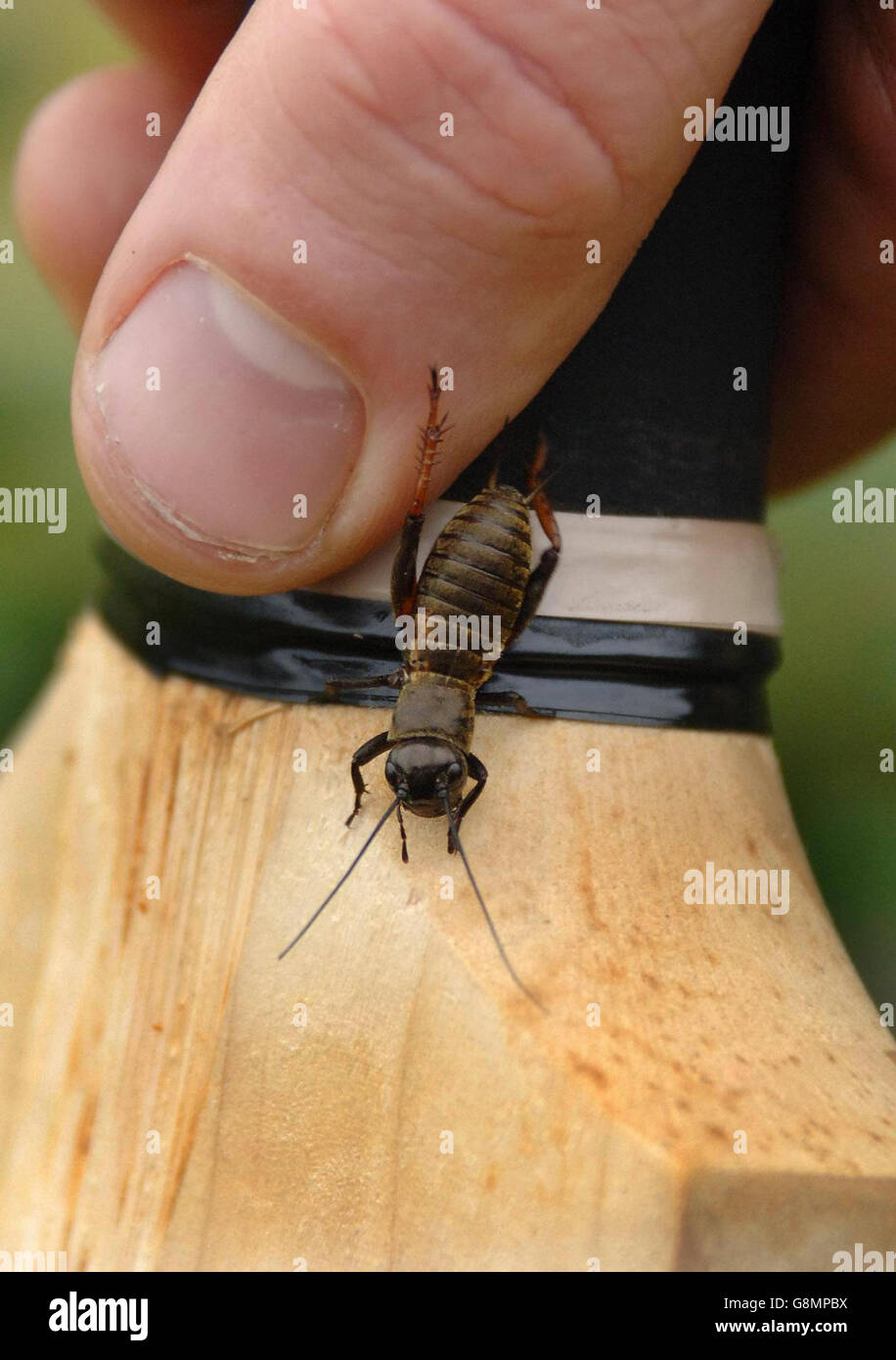 A captive bred British field cricket after release into the chalk ...