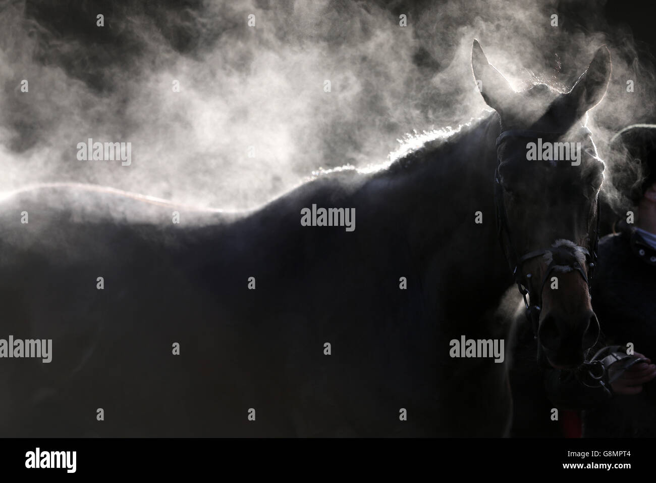 Steam rises from a horse as it is washed down after racing Stock Photo ...